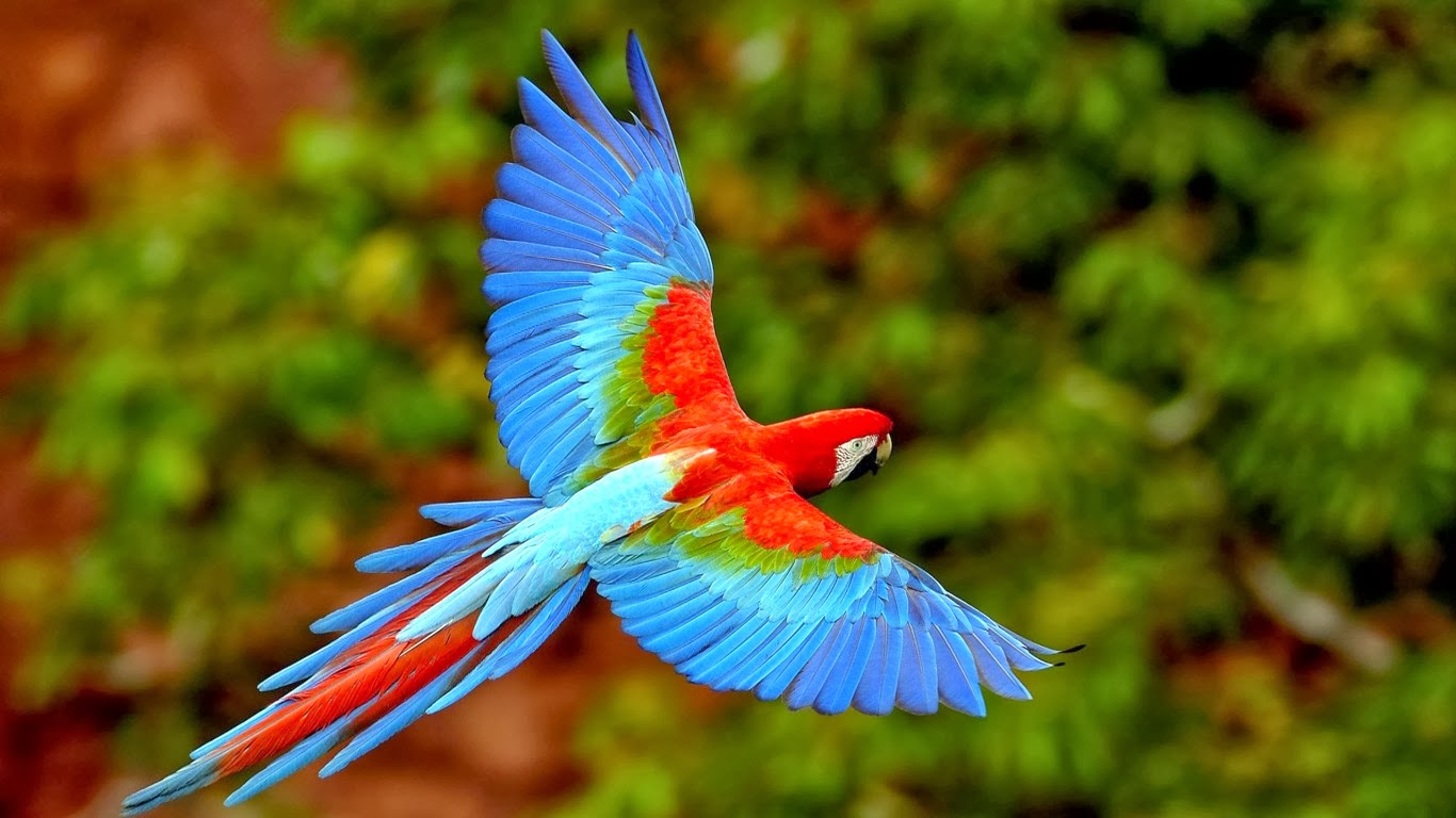 Las aves más simbólicas de Colombia: un paraíso para el avistamiento